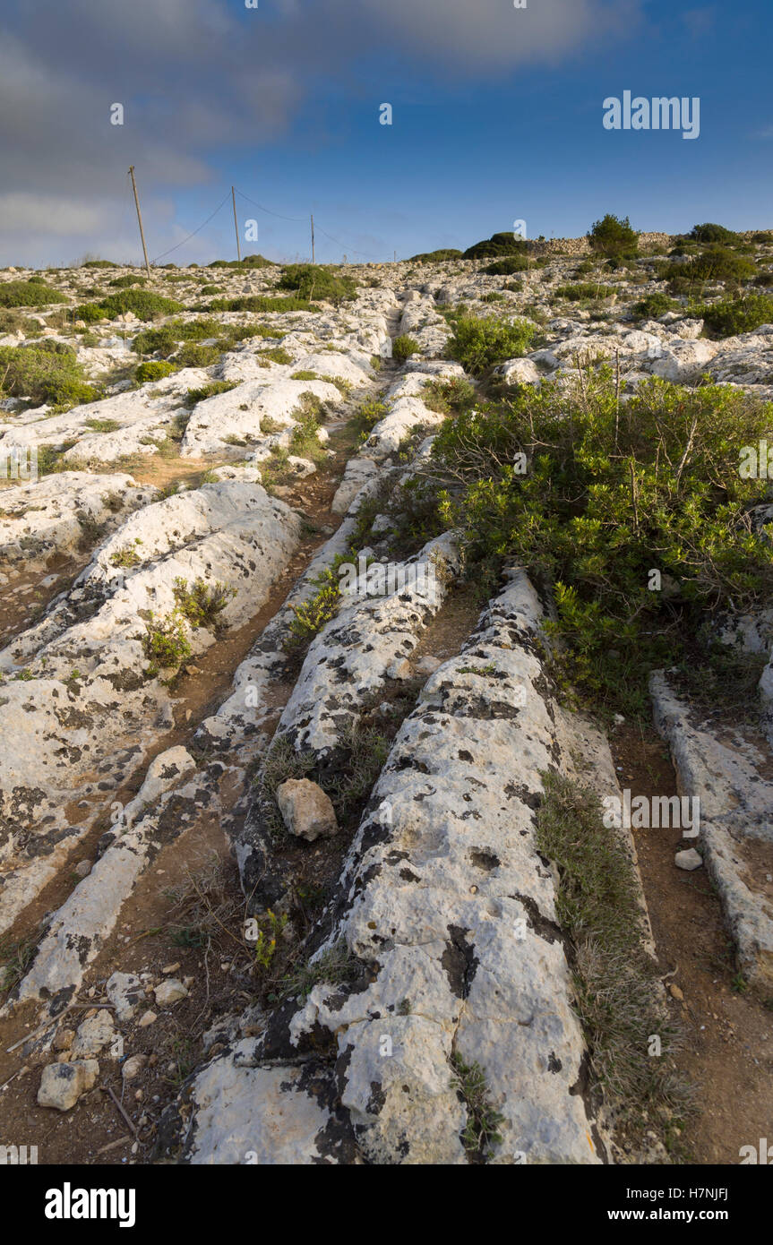 Malta cart-ruts at 'Clapham Junction', near Dingli, hundreds of ...