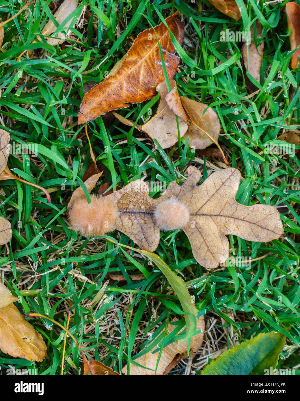 Galls on two white oak leaves. This gall is called an oak flake gall ...