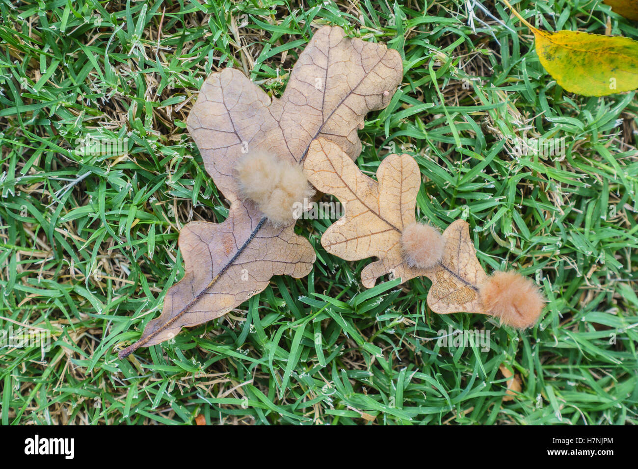 This is a gall on two white oak leaves. This gall is called an oak ...