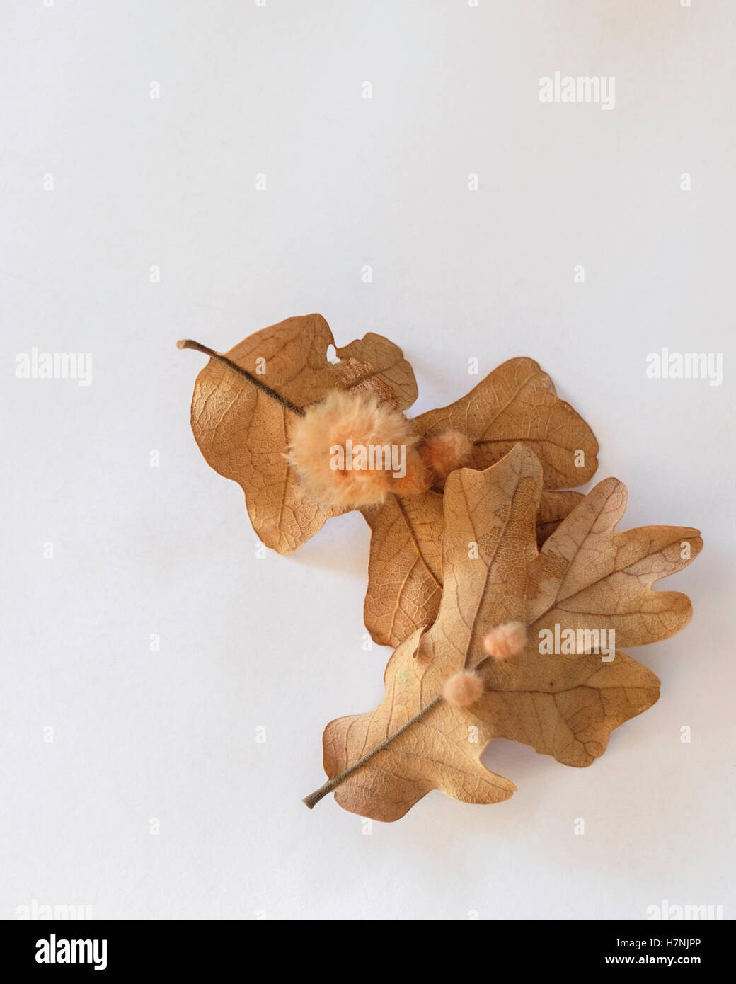 Galls on two white oak leaves. This gall is called an oak flake gall ...