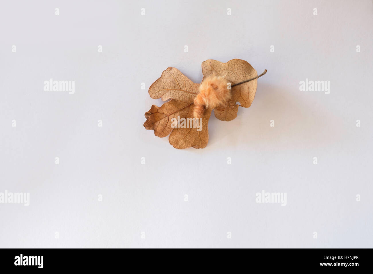 A gall on a white oak leaf. This gall is called an oak flake gall ...