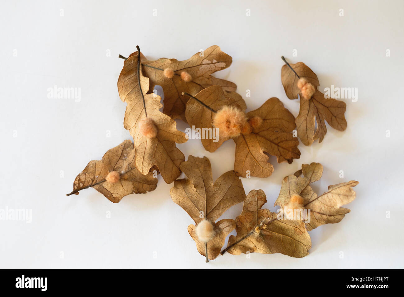 Galls on several white oak leaves. This gall is called an oak flake ...