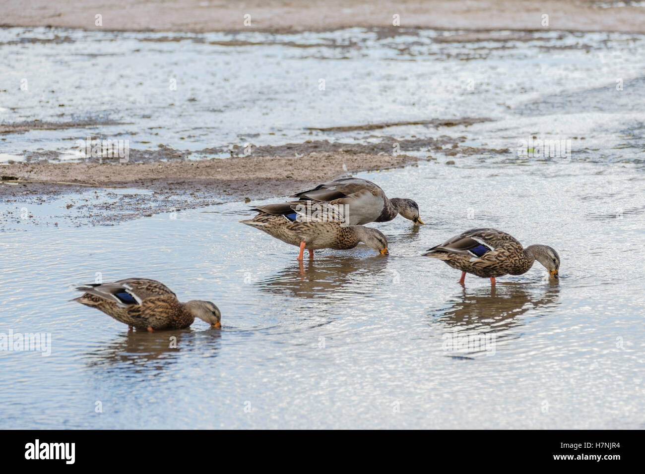 Female mallard ducks, Anas platyrhynchos, using dabbling behavior to ...
