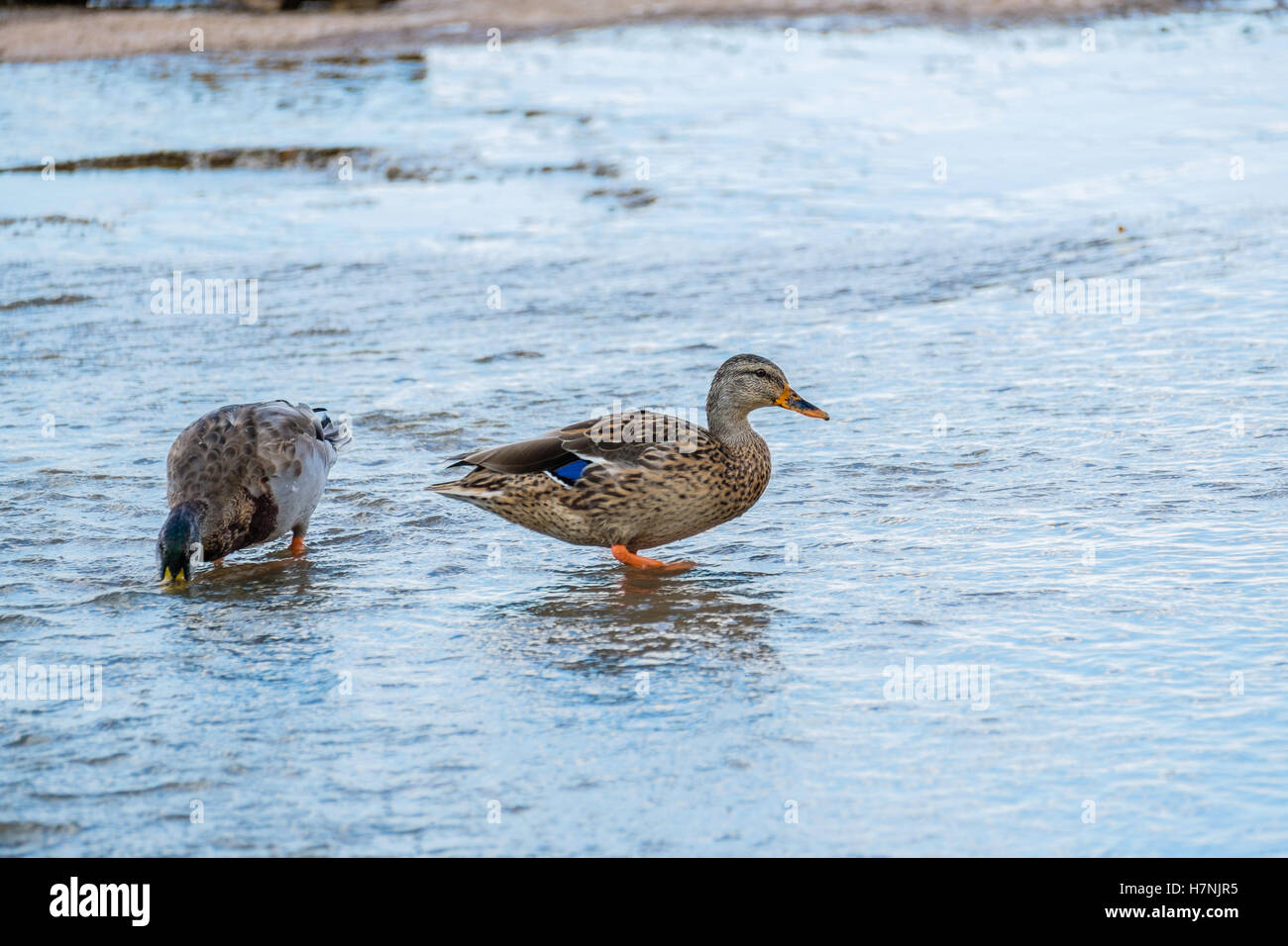 Female mallard ducks, Anas platyrhynchos, using dabbling behavior to ...