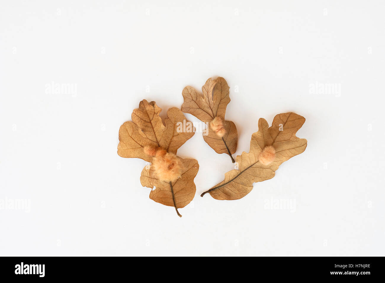 Galls on several white oak leaves. This gall is called an oak flake ...