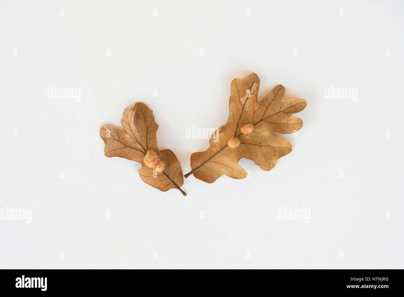 Galls on two white oak leaves. This gall is called an oak flake gall ...