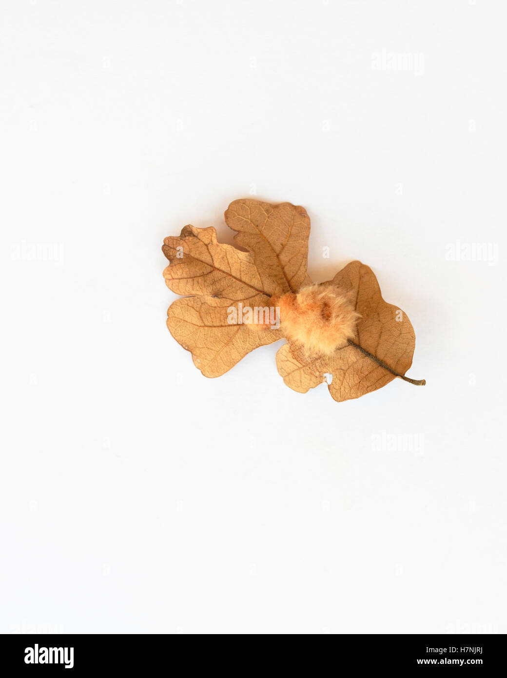 Oak flake galls hi-res stock photography and images - Alamy