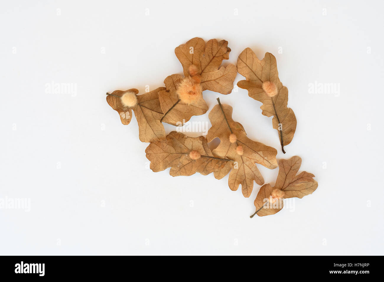 Galls on several white oak leaves. This gall is called an oak flake ...