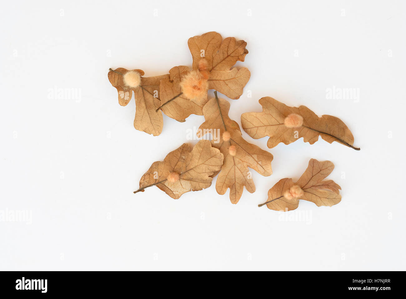 Oak flake galls hi-res stock photography and images - Alamy