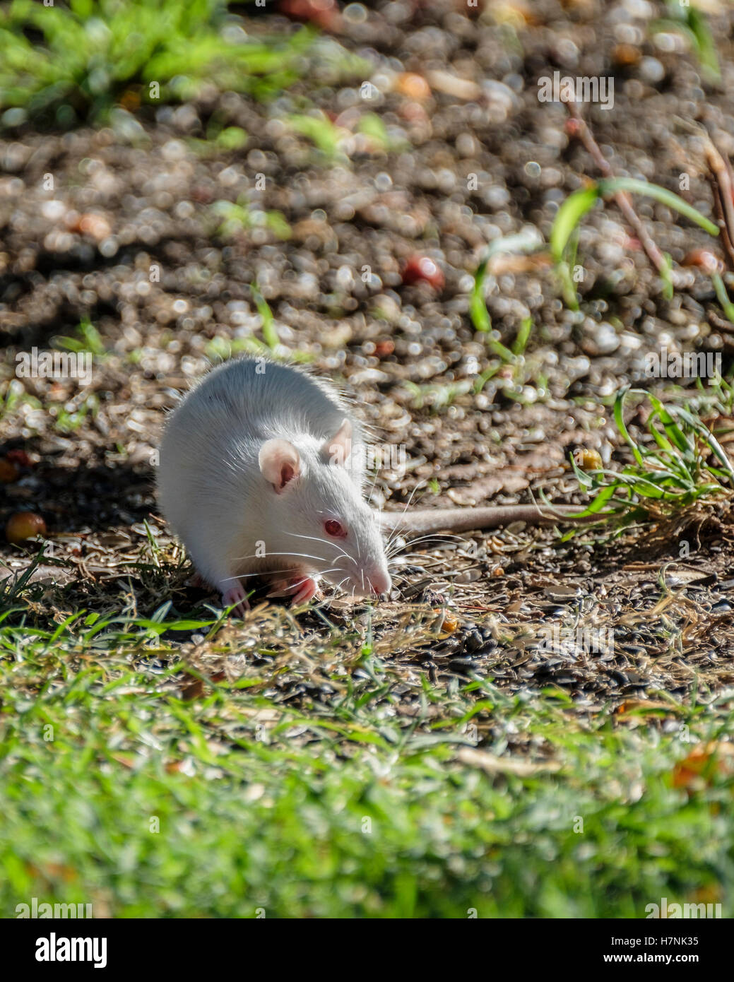 Rat pack hi-res stock photography and images - Alamy