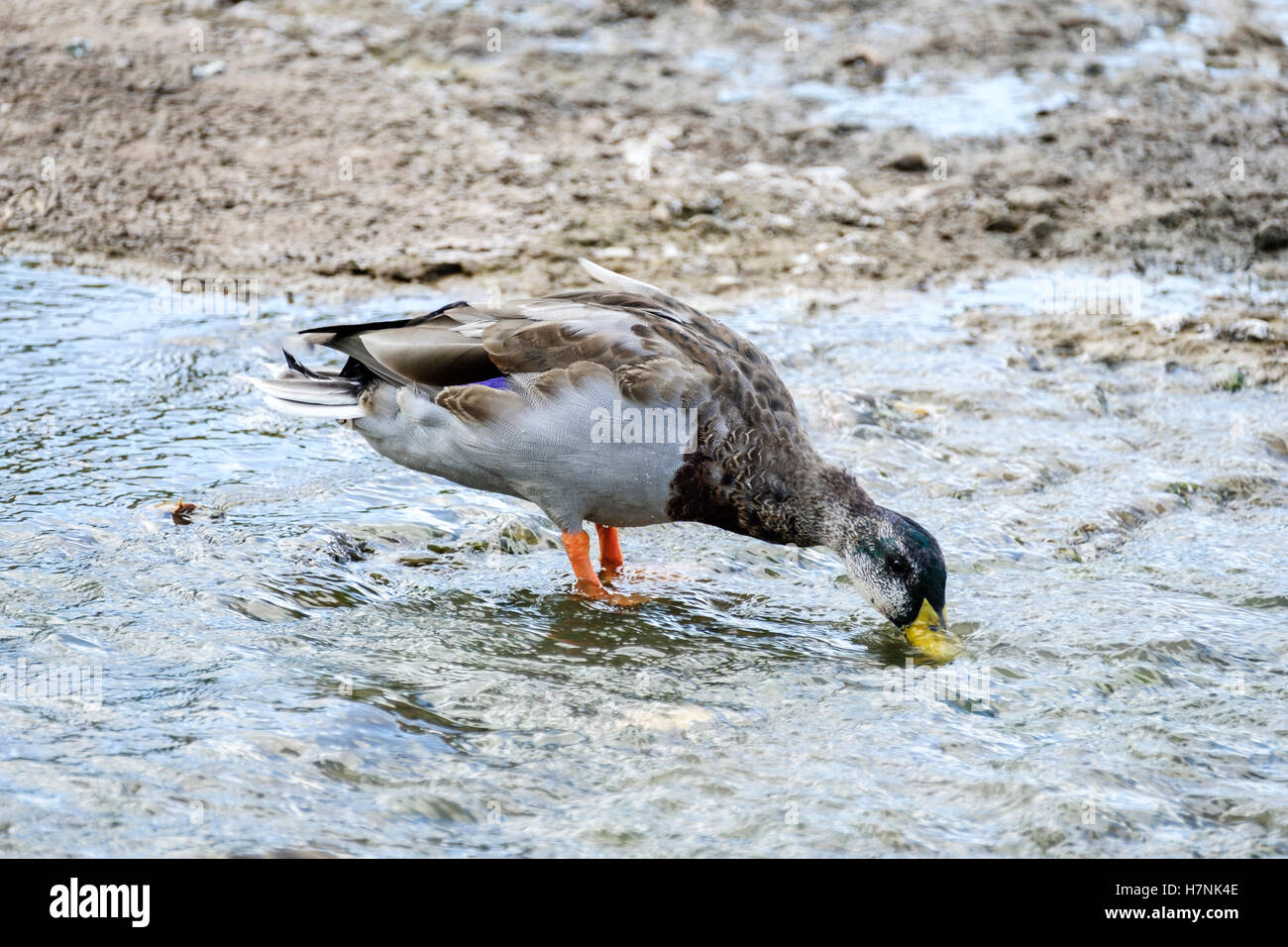 Hybrid mallard drake, Anas platyrhynchos, a crossbreed, dabbling in ...