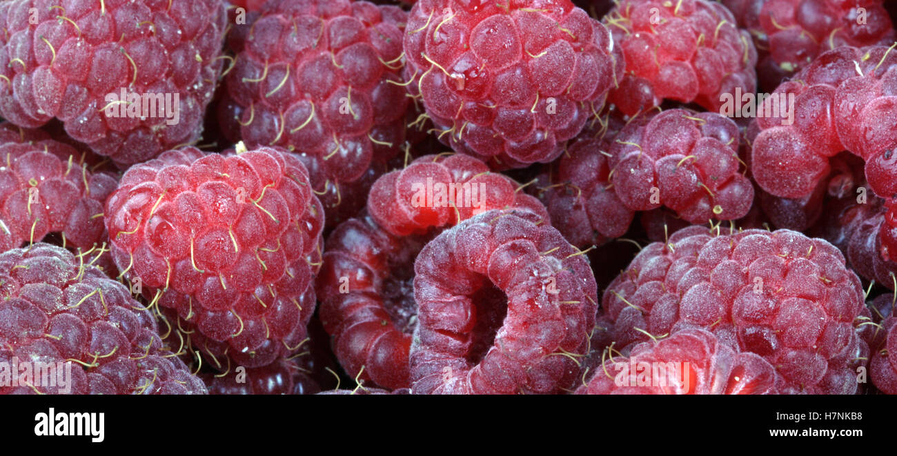 many raspberry at day Stock Photo - Alamy