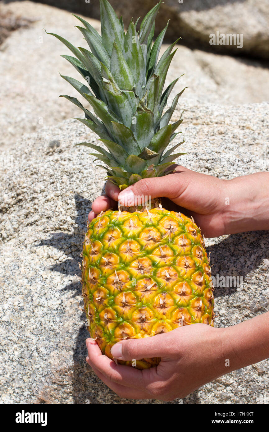 One pineapple standing on rock. Fruit isolate Stock Photo - Alamy