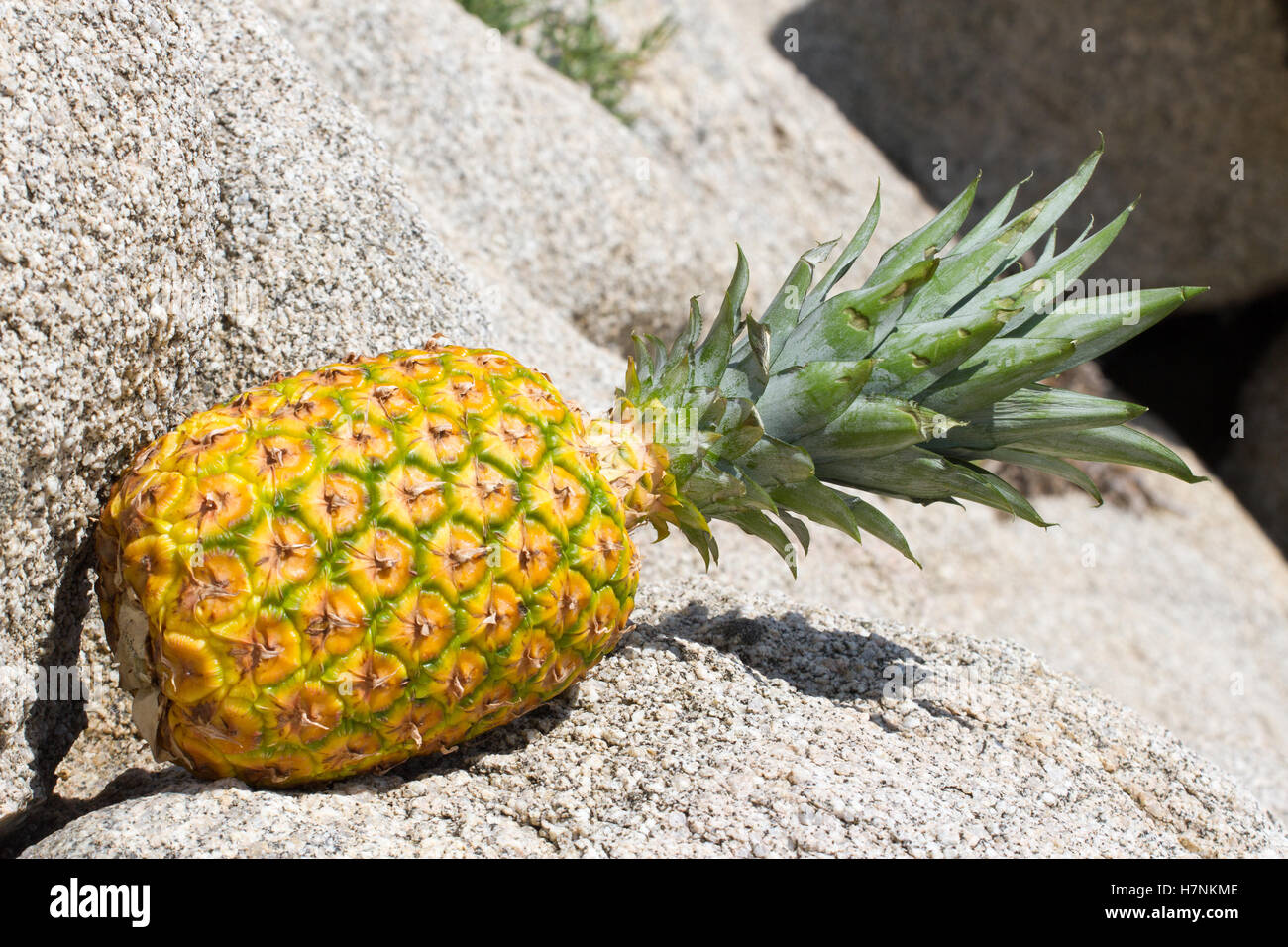 One pineapple is on the stone. Fruit isolate Stock Photo - Alamy
