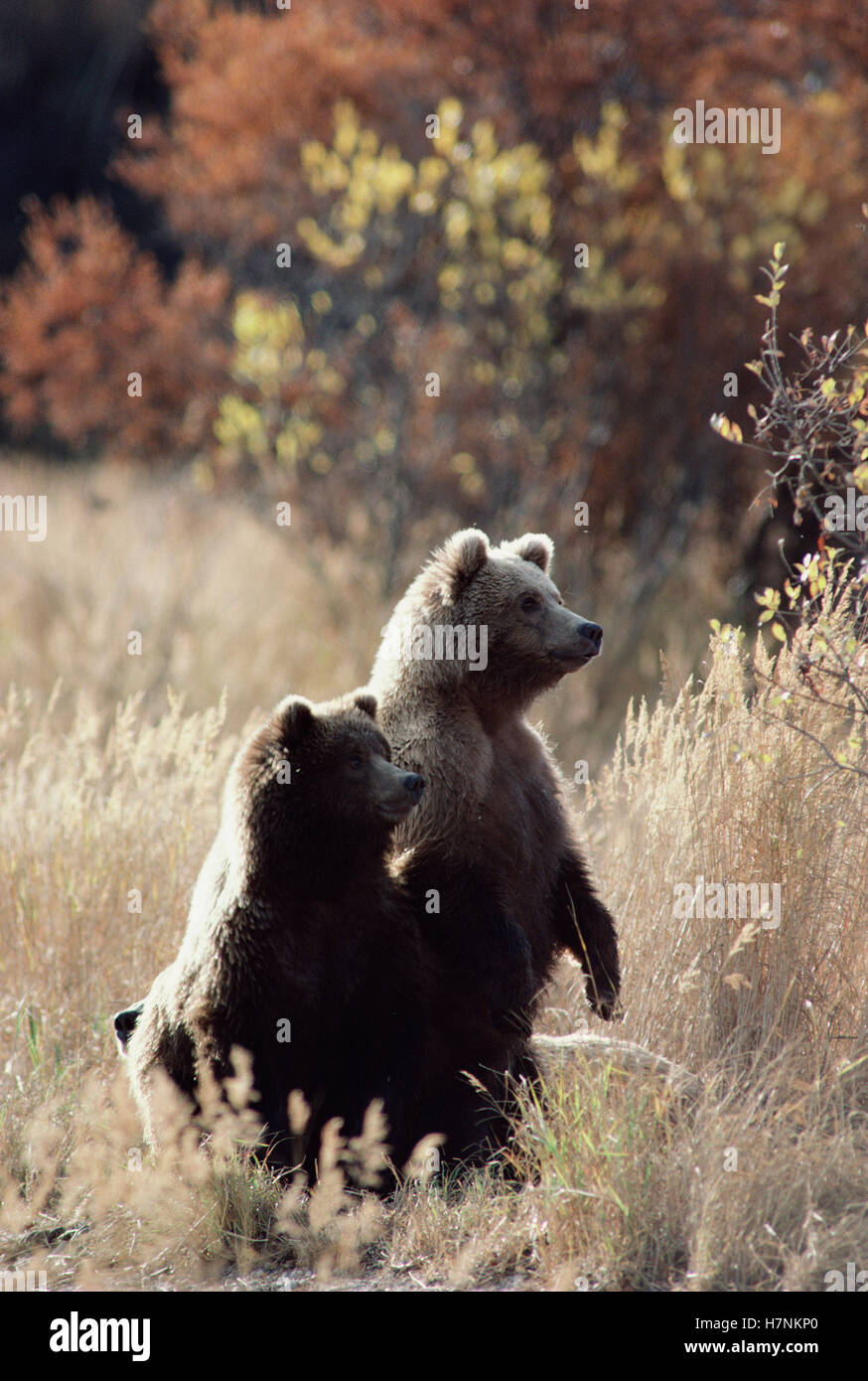 Grizzly Bear (Ursus arctos horribilis) pair standing in tall grass, Alaska Stock Photo - Alamy