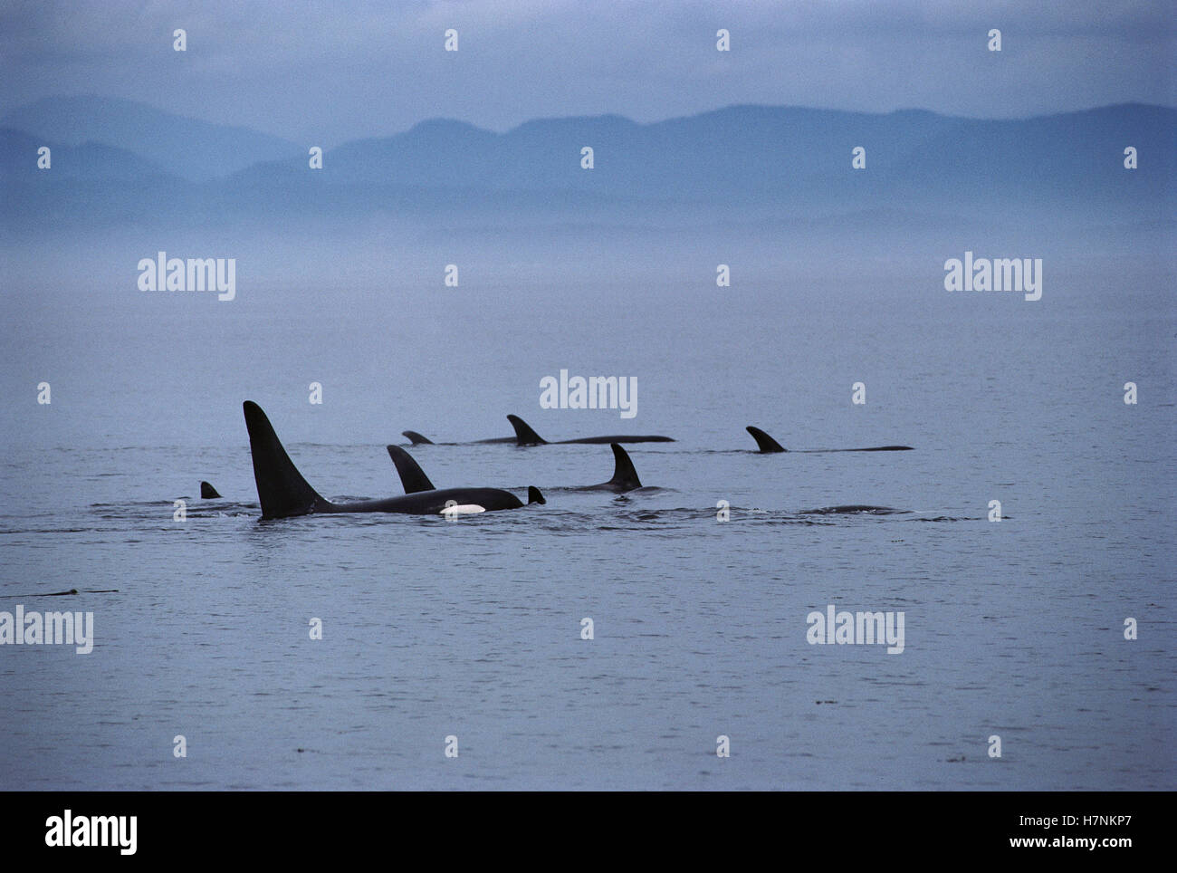 Orca (Orcinus orca) pod surfacing, Vancouver Island, Canada Stock Photo ...