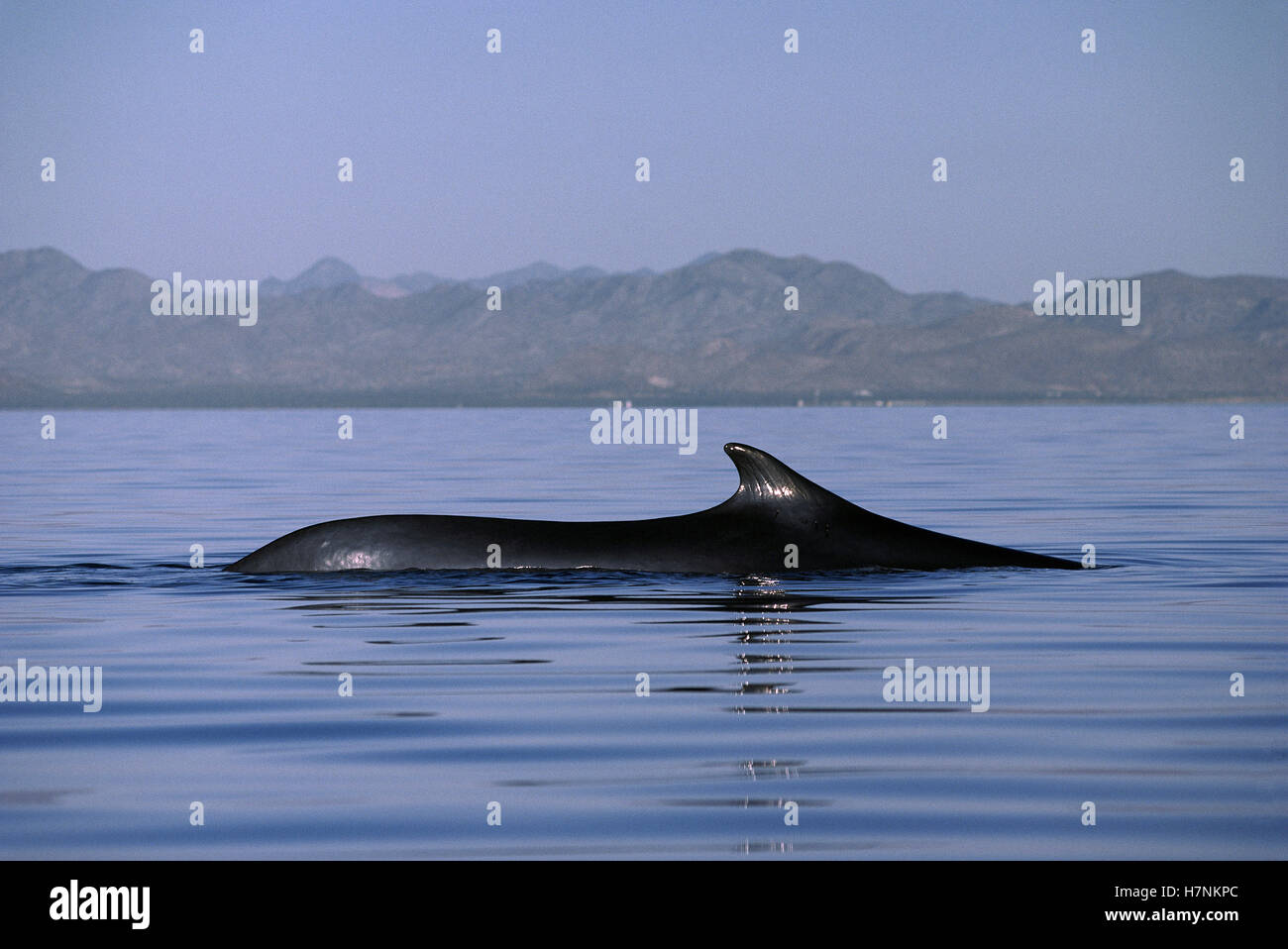 Fin Whale (Balaenoptera physalus) swimming at surface of Sea of Cortez ...