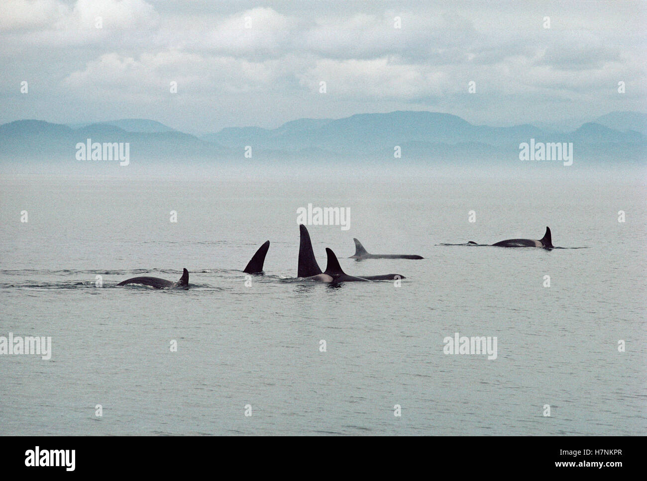 Orca (Orcinus orca) pod surfacing, Alaska Stock Photo - Alamy