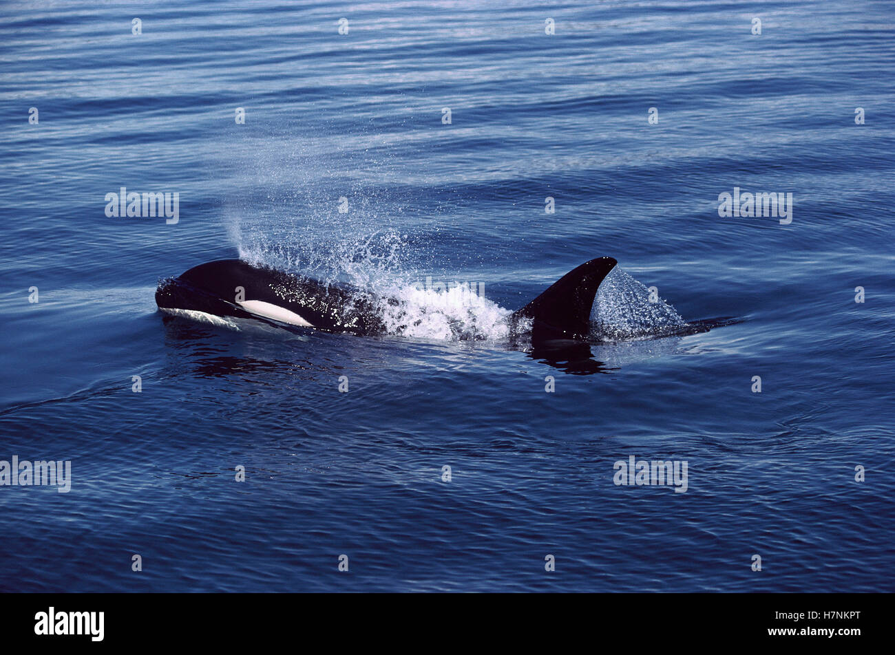 Orca (Orcinus orca) spouting as it surfaces, Alaska Stock Photo - Alamy