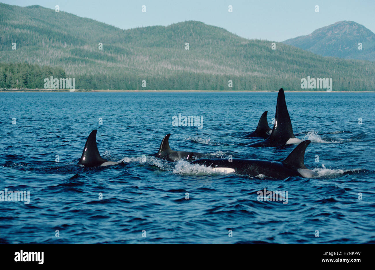 Orca (Orcinus orca) pod at surface, Alaska Stock Photo - Alamy
