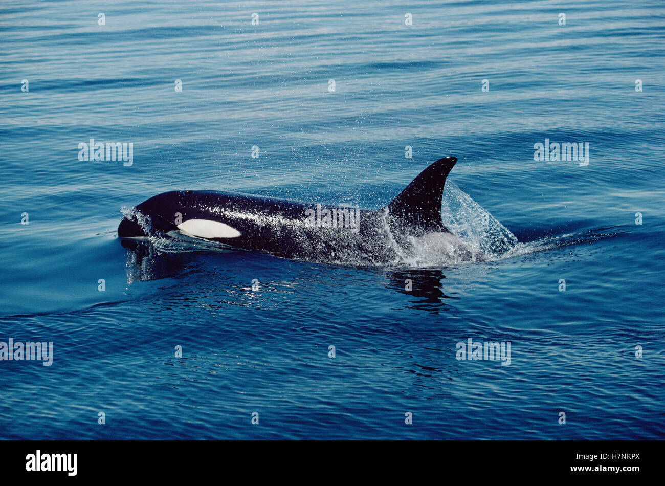 Orca (Orcinus orca) surfacing, Johnstone Strait, British Columbia ...