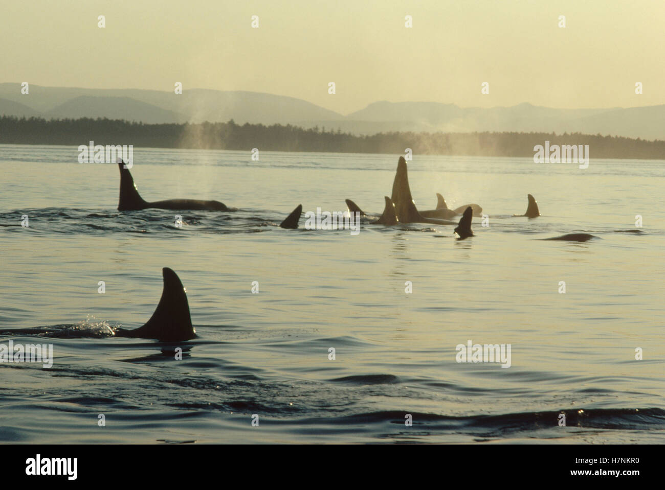 Orca (Orcinus orca) group surfacing, Johnstone Strait, British Columbia ...