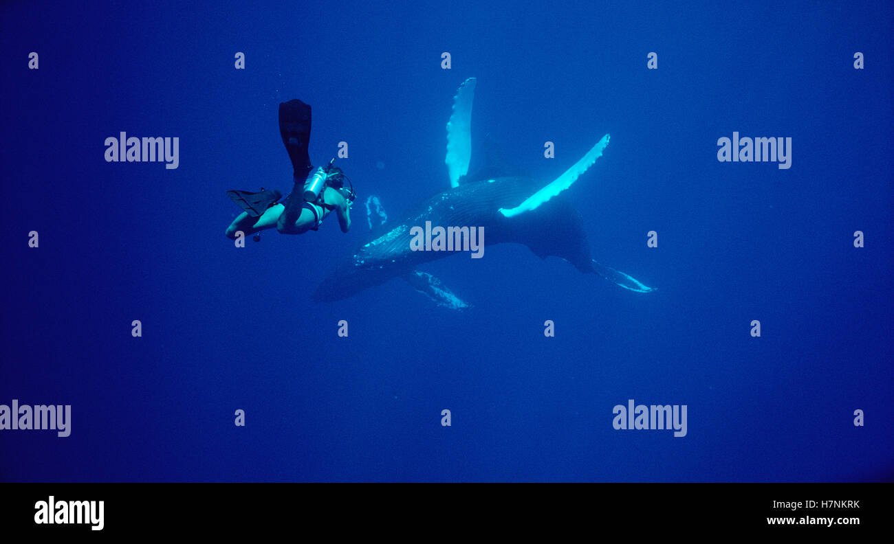 Humpback Whale (Megaptera novaeangliae) filmed by diver Chuck Nicklin ...