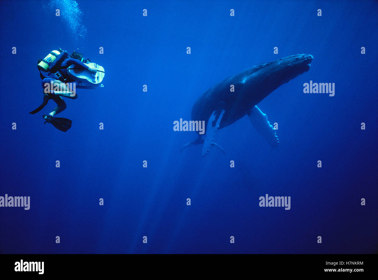 Humpback Whale (Megaptera novaeangliae) filmed by diver Chuck Nicklin ...
