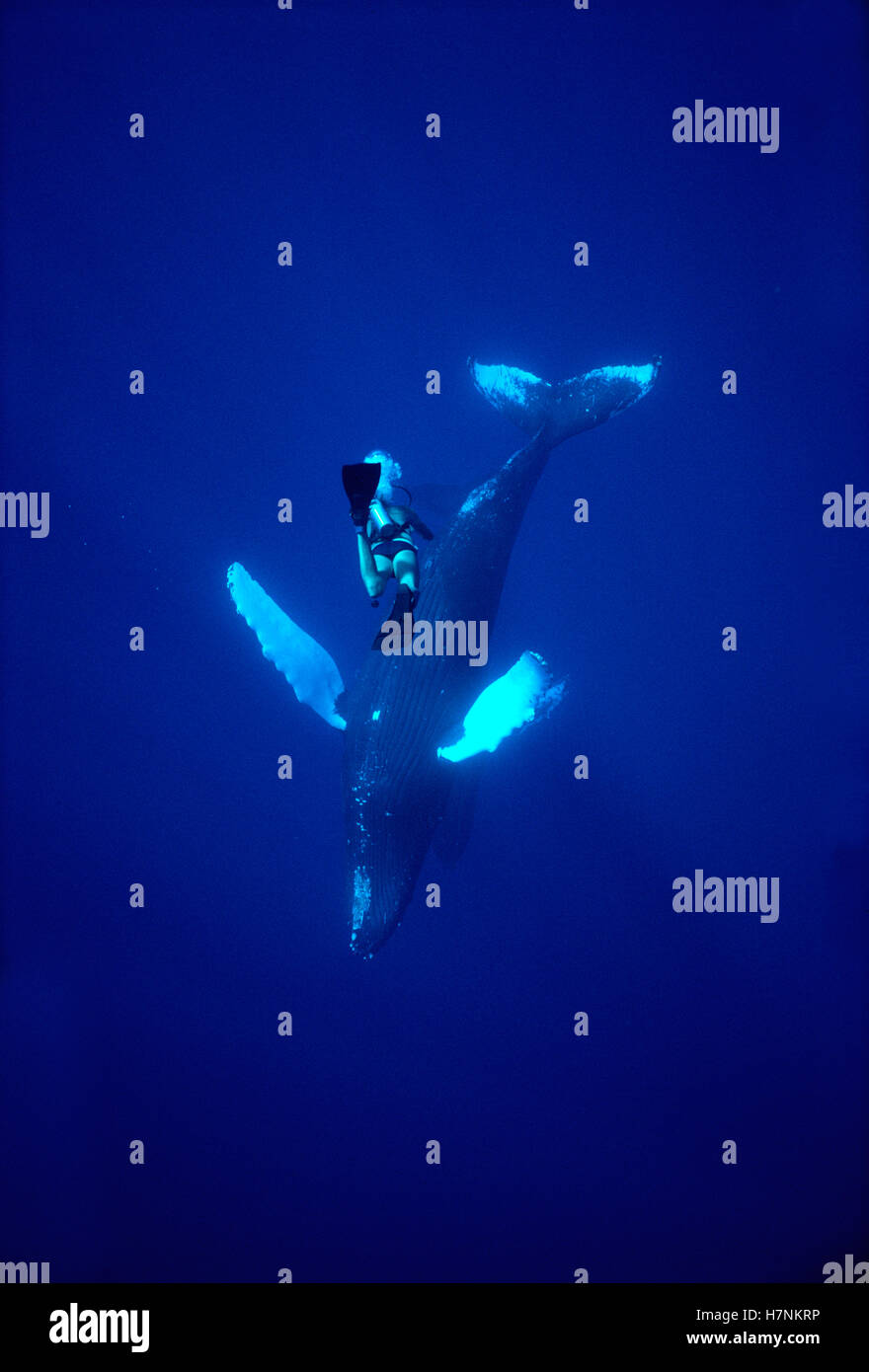 Humpback Whale (Megaptera novaeangliae) filmed by diver Chuck Nicklin ...