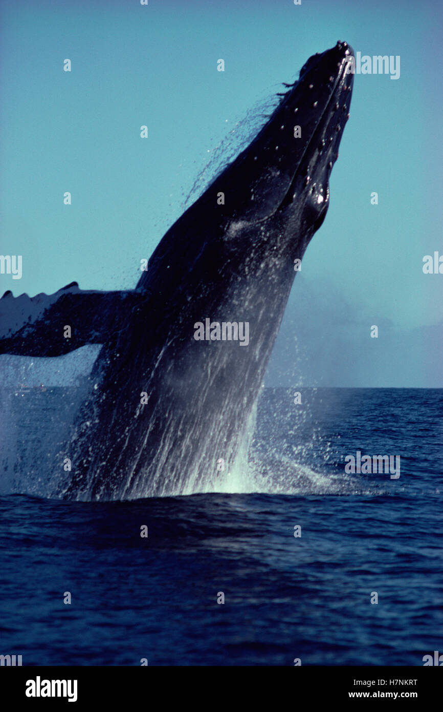 Humpback Whale (Megaptera novaeangliae) breaching, Hawaii Stock Photo ...