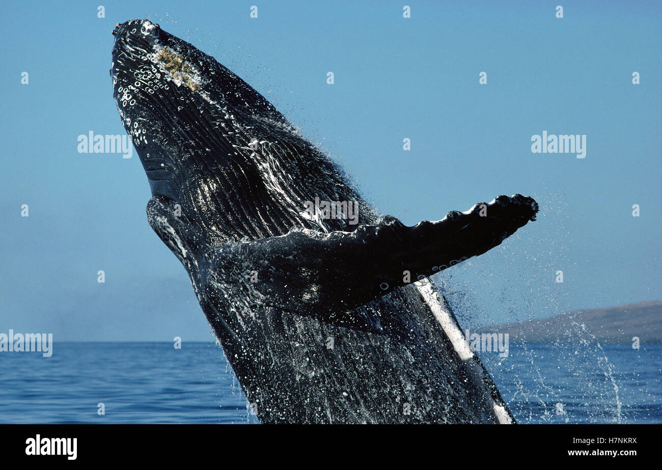 Humpback Whale (Megaptera novaeangliae) breaching, Hawaii Stock Photo ...
