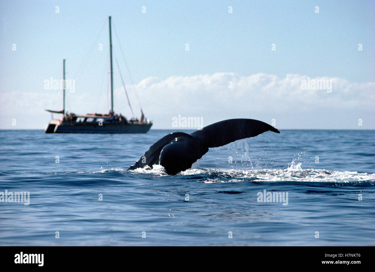 Humpback Whale (Megaptera novaeangliae) diving near whale watching boat ...