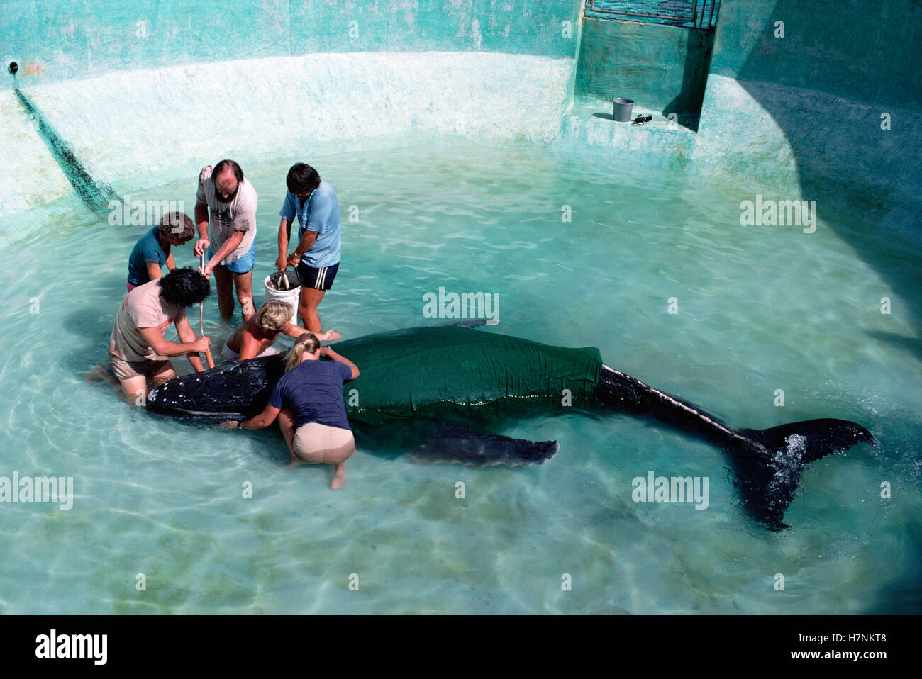 Humpback Whale (Megaptera novaeangliae) rescue workers feeding stranded ...