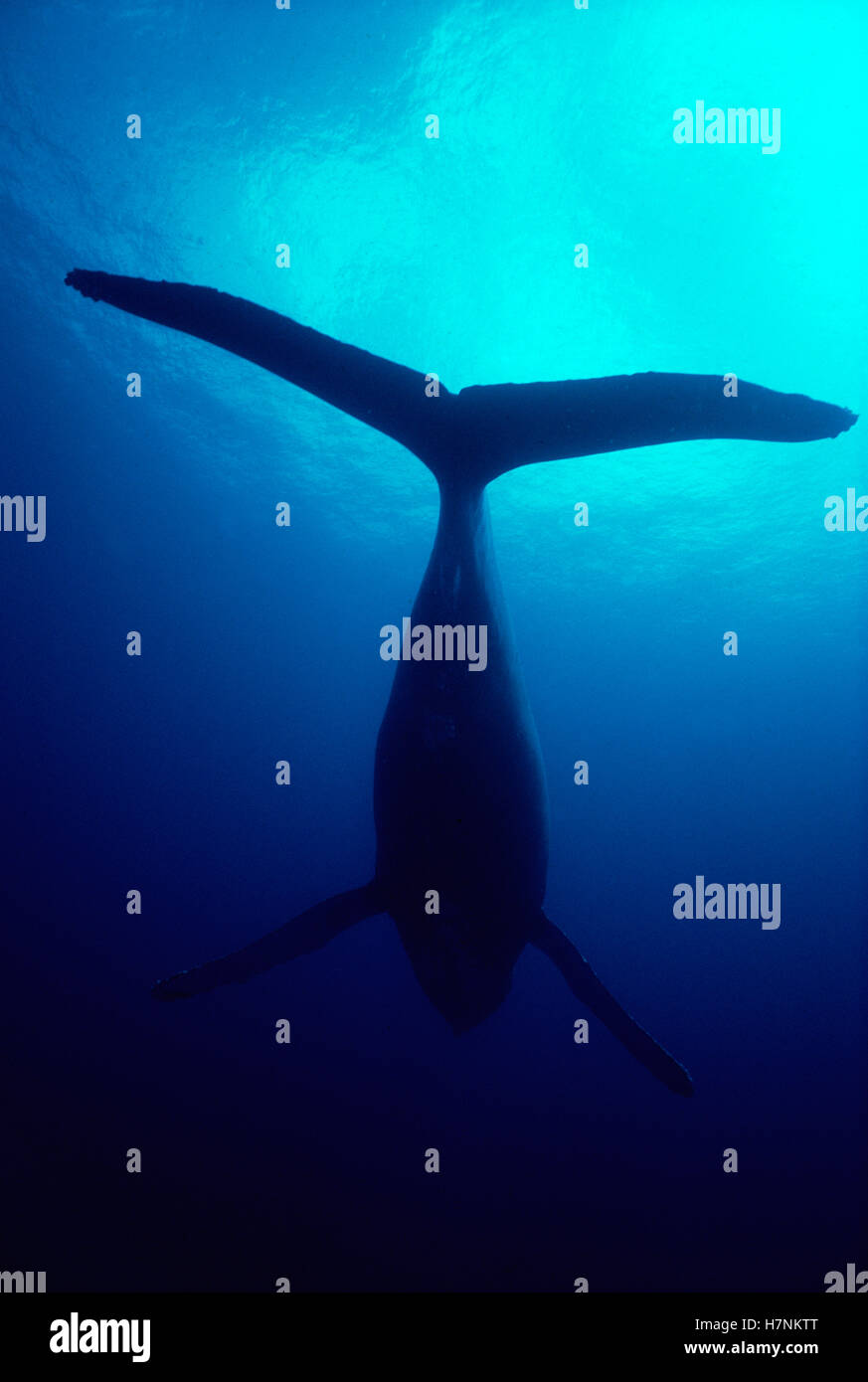 Underside of Humpback Whale (Megaptera novaeangliae) with filtered ...