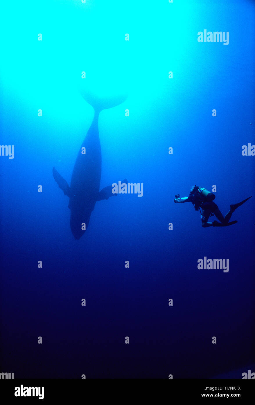 Humpback Whale (Megaptera novaeangliae) filmed by diver Chuck Nicklin ...