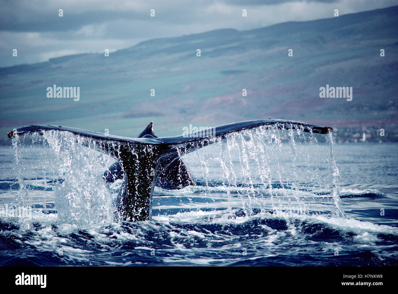 Humpback Whale (Megaptera novaeangliae) tail, Hawaii Stock Photo - Alamy