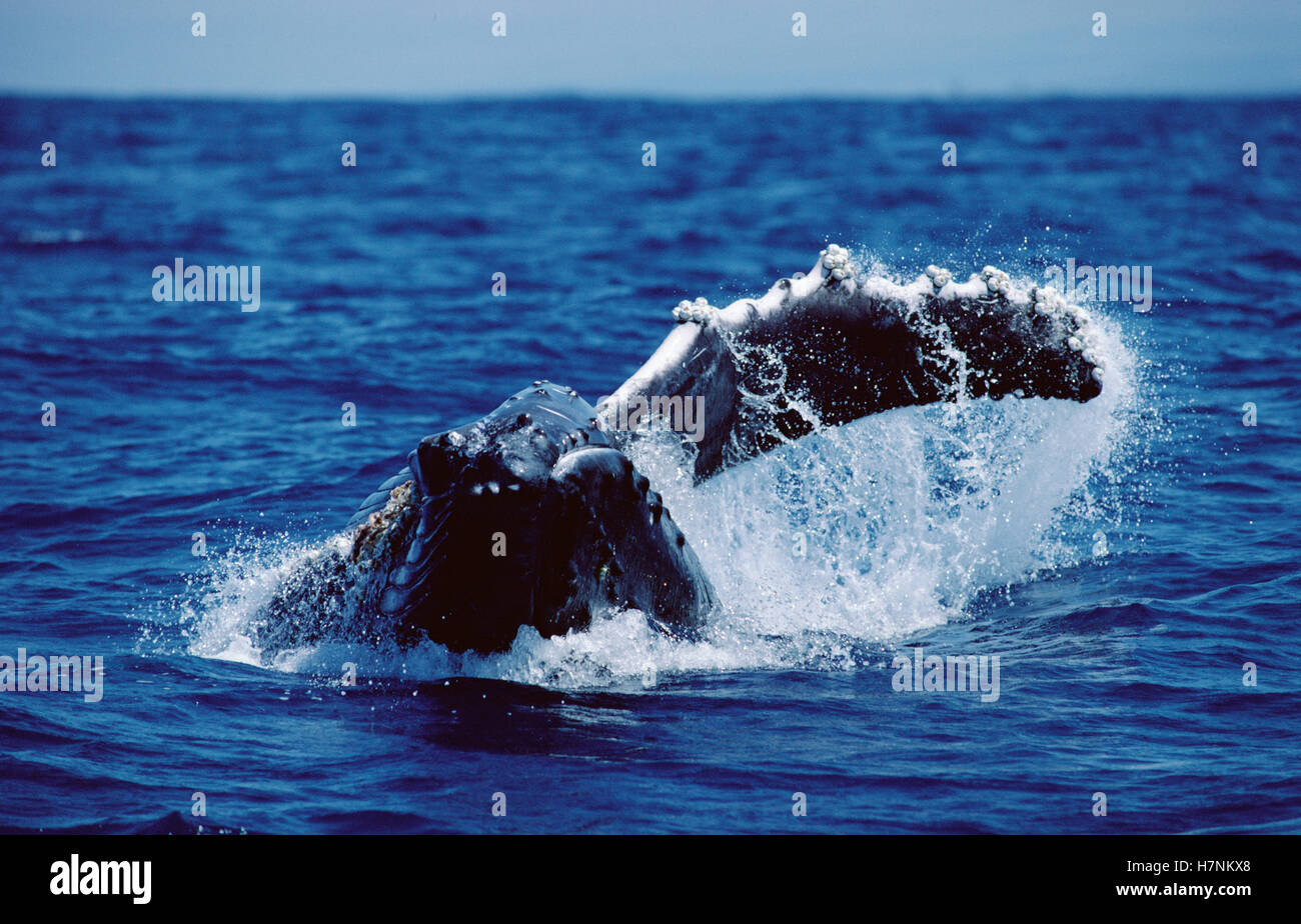 Humpback Whale (Megaptera novaeangliae) pectoral slap Stock Photo - Alamy