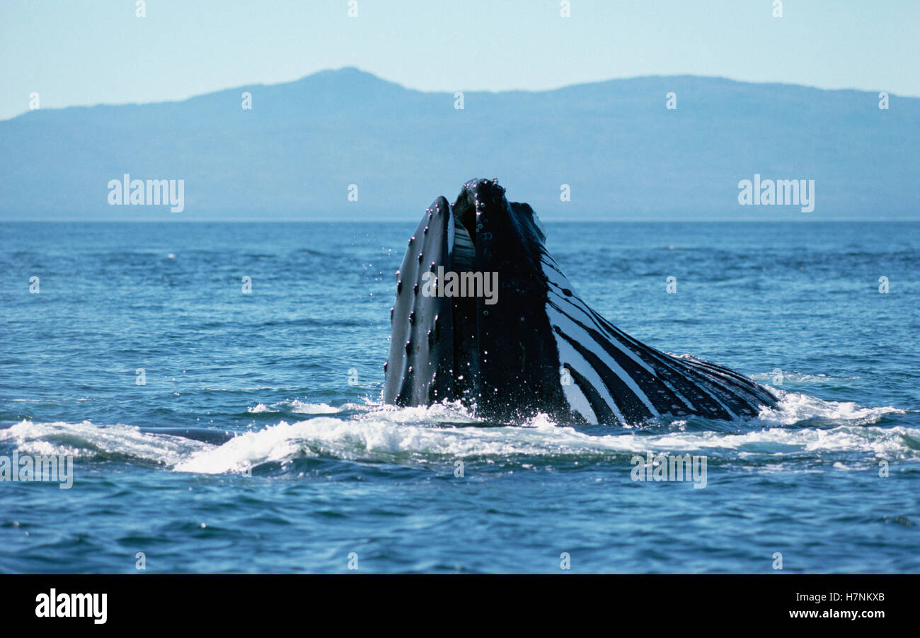 Gulp usa hi-res stock photography and images - Alamy