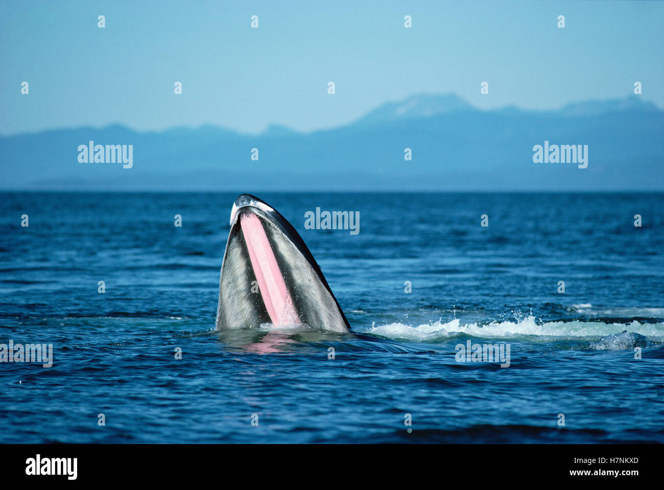 Humpback Whale (Megaptera novaeangliae) gulp feeding, Southeast Alaska ...