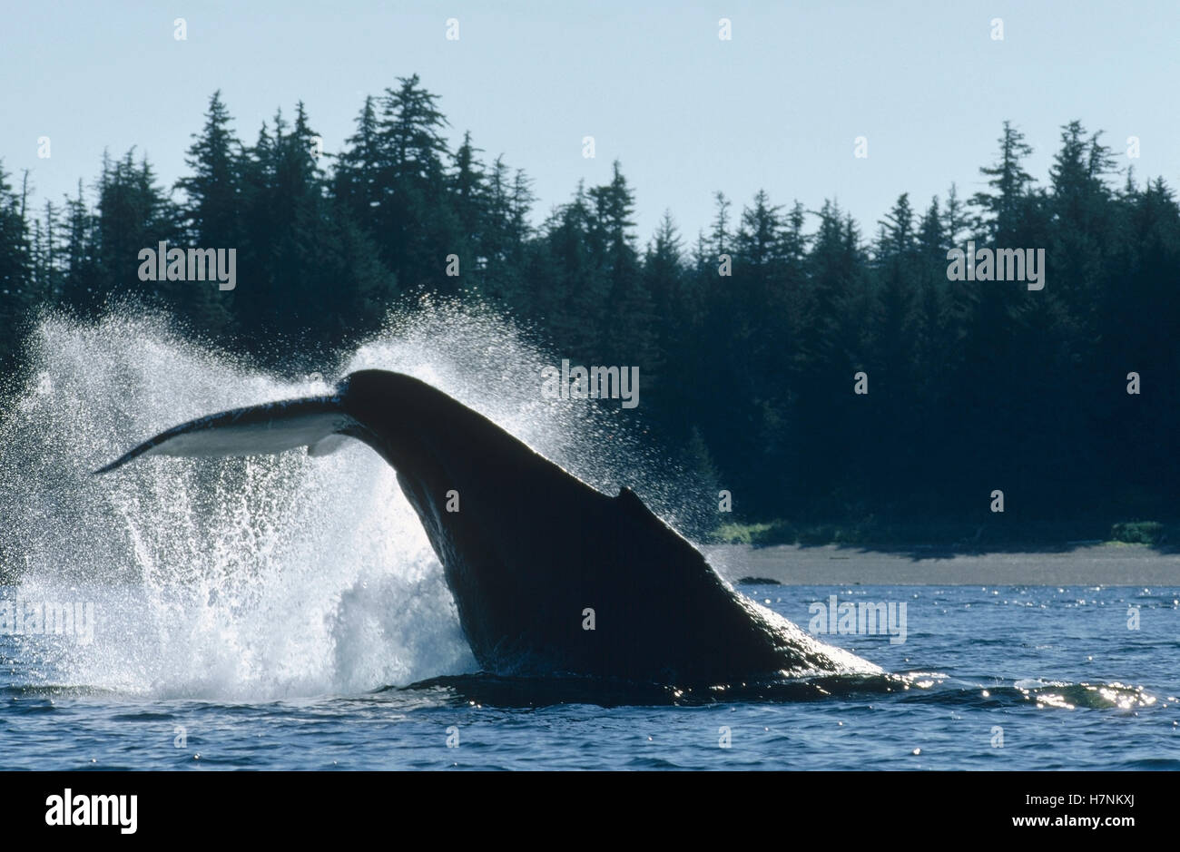 Humpback Whale (Megaptera novaeangliae) tail slap, Alaska Stock Photo ...
