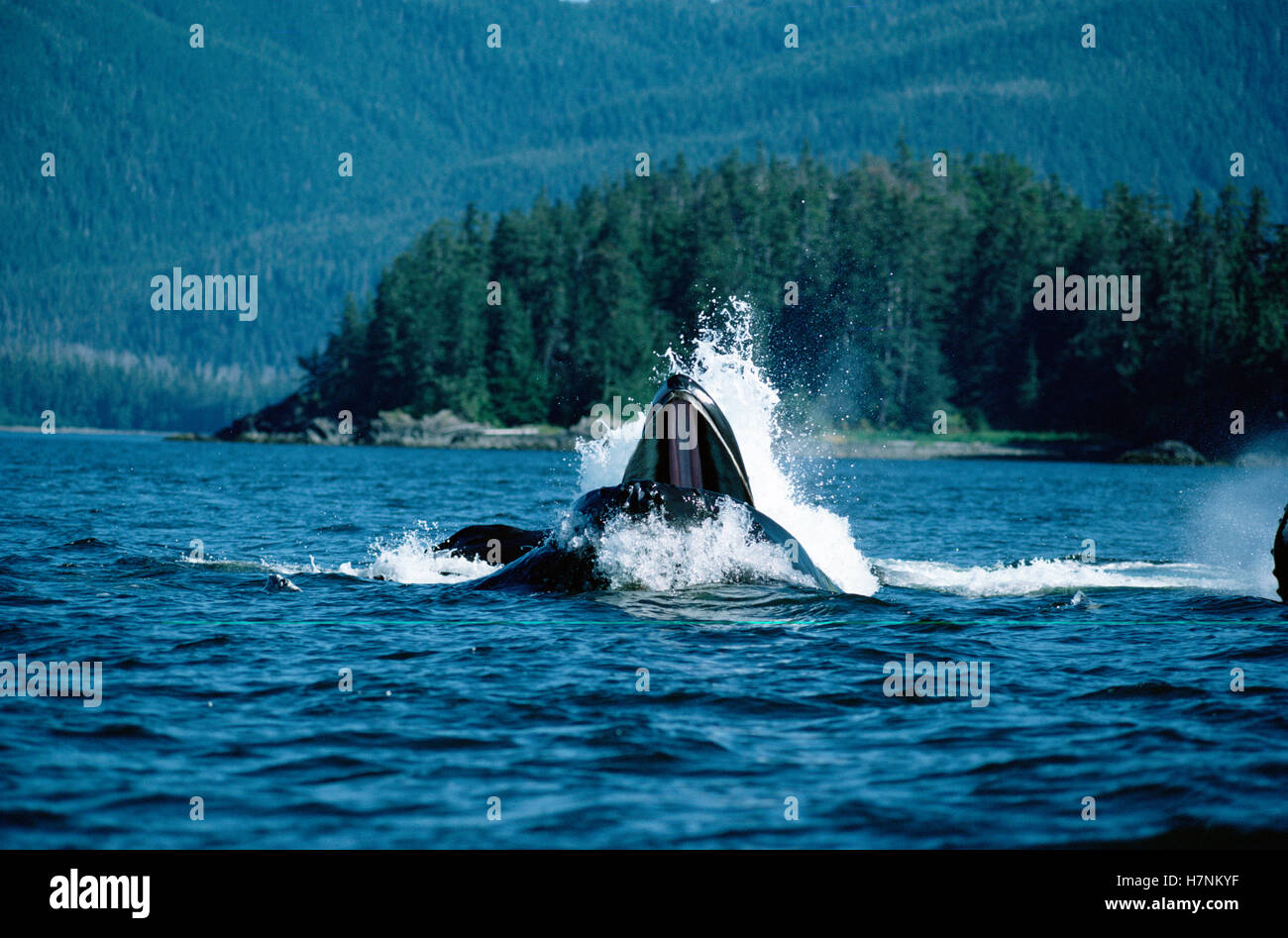 Humpback Whale (Megaptera novaeangliae) gulp feeding, Southeast Alaska ...