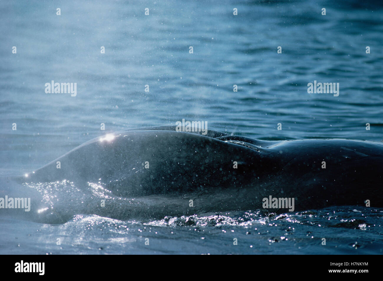Humpback Whale (Megaptera novaeangliae) spout from blowhole, Hawaii ...