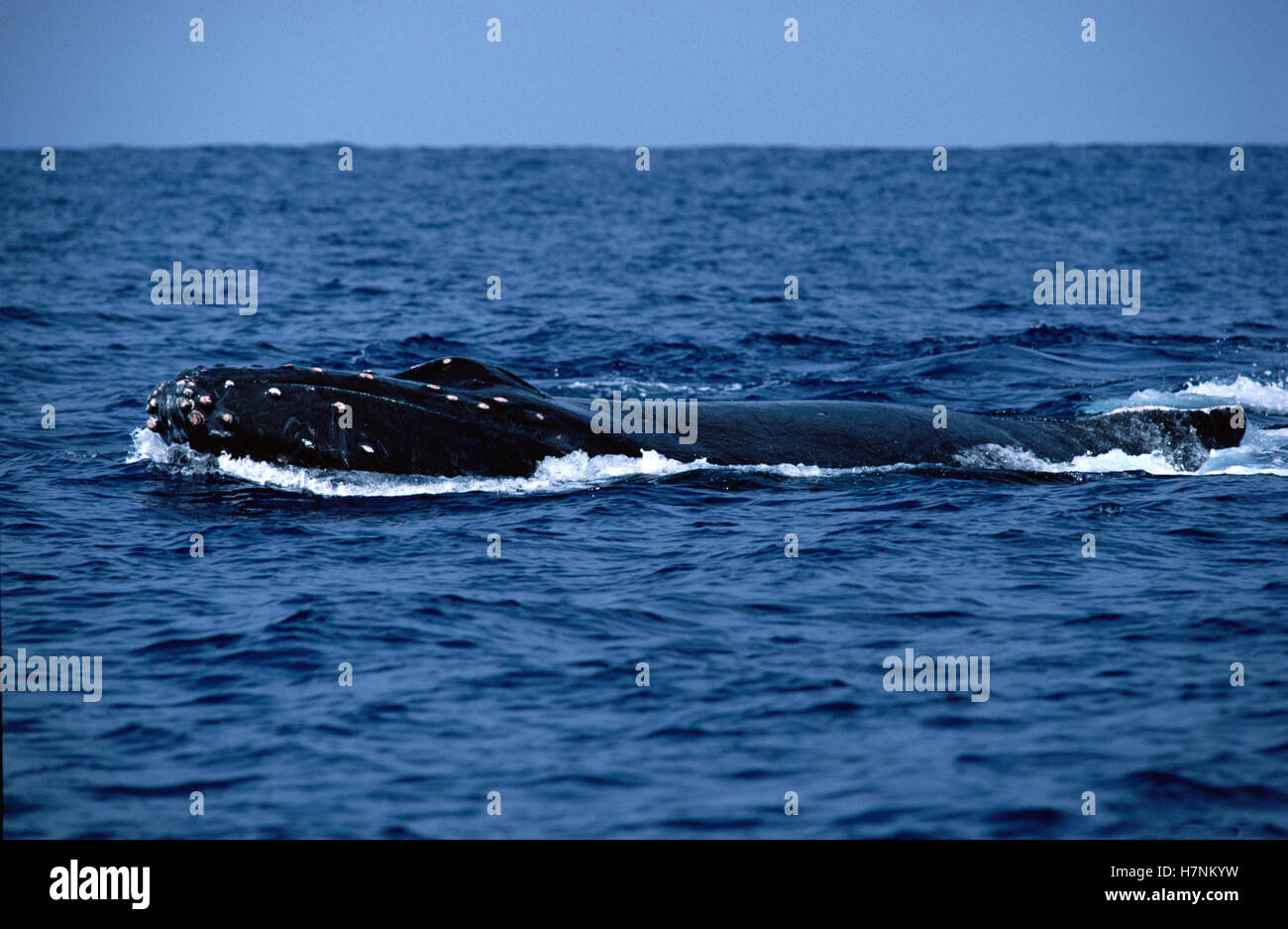 Humpback Whale (Megaptera novaeangliae) at surface Stock Photo - Alamy