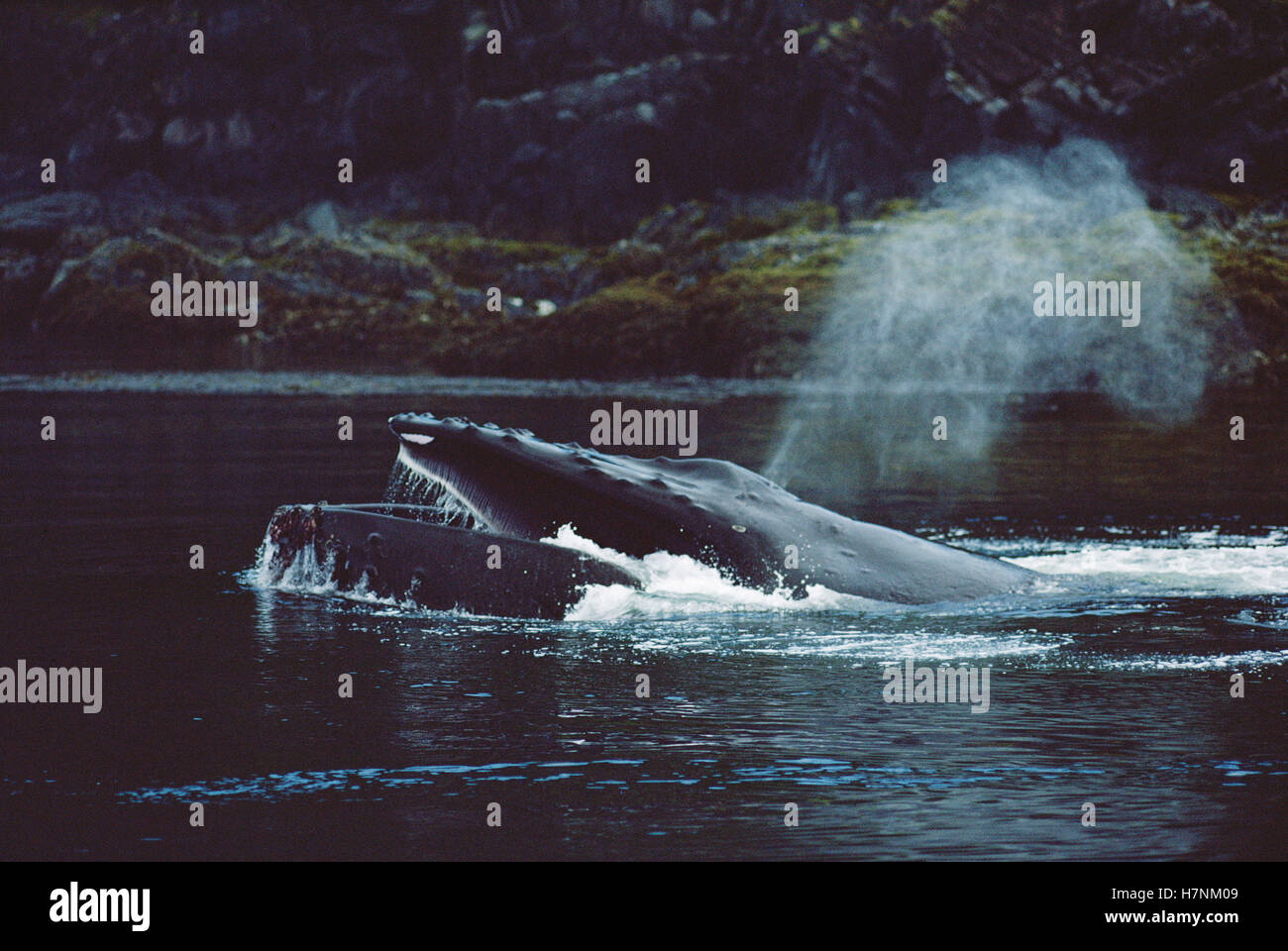 Humpback Whale (Megaptera novaeangliae) gulp feeding, Southeast Alaska ...
