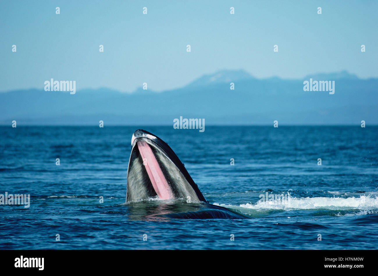 Humpback Whale (Megaptera novaeangliae) gulp feeding, showing baleen ...