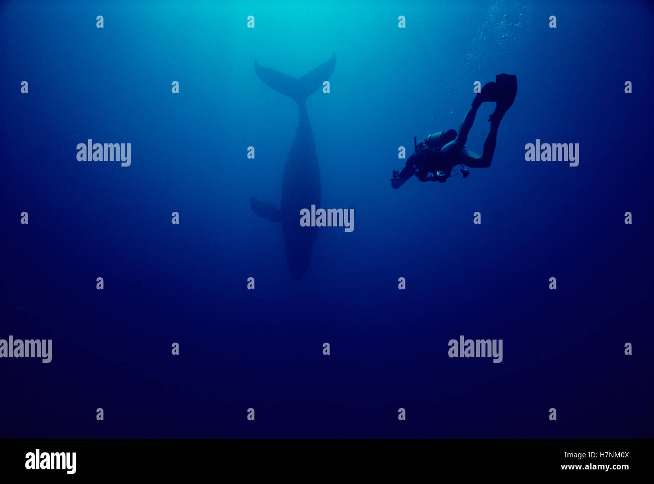 Humpback Whale (Megaptera novaeangliae) filmed by diver Chuck Nicklin ...