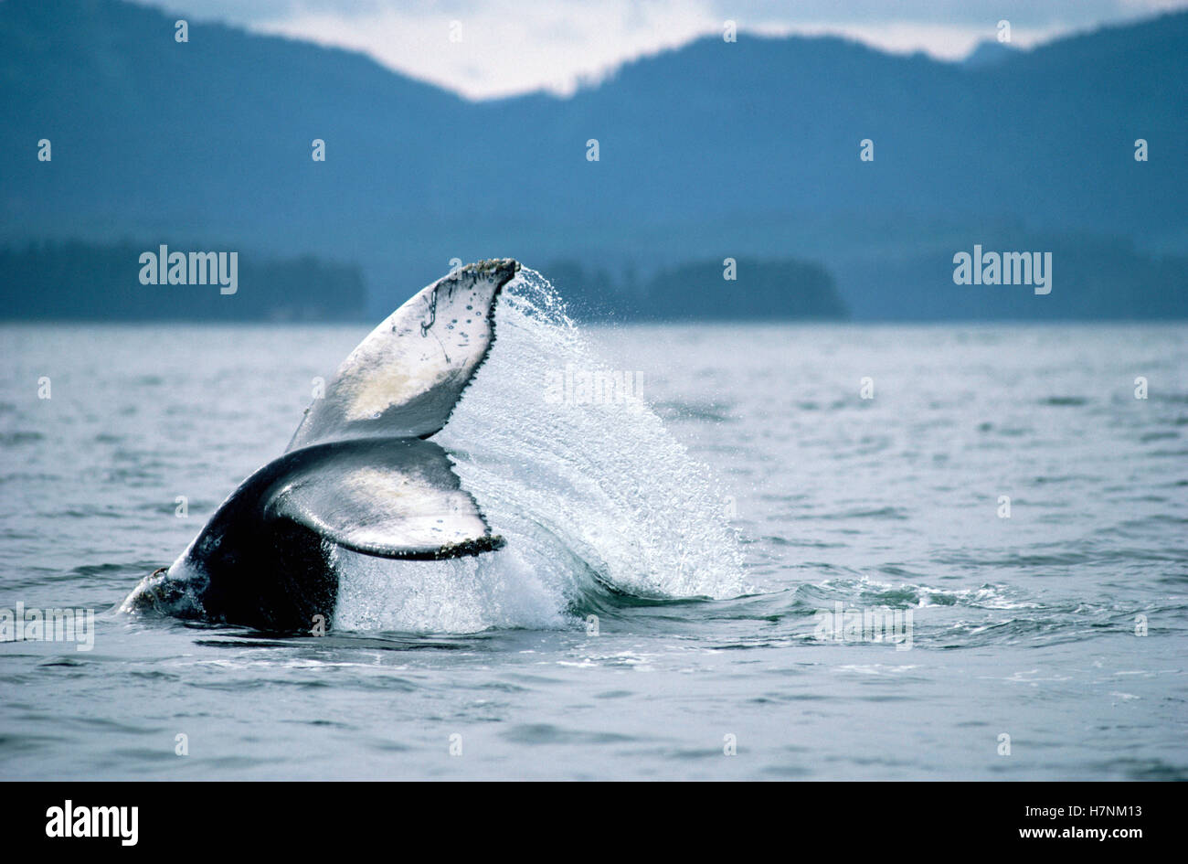 Humpback Whale (Megaptera novaeangliae) tail, Alaska Stock Photo - Alamy