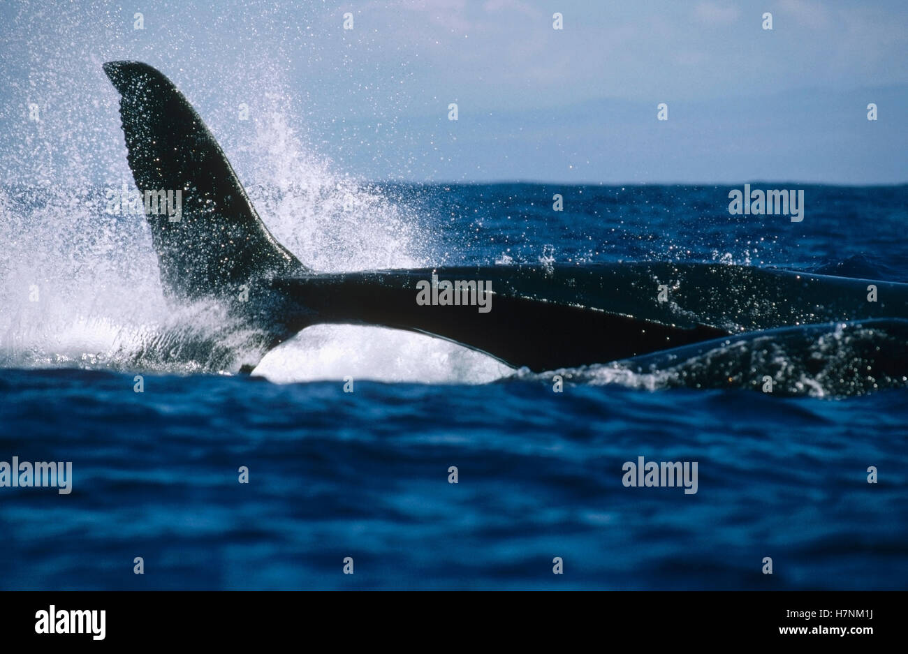 Humpback Whale (Megaptera novaeangliae) lashing tail, Hawaii Stock ...