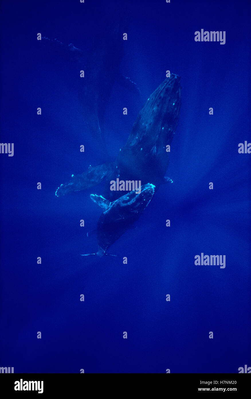 Humpback Whale (Megaptera novaeangliae) cow calf and escort, Maui ...