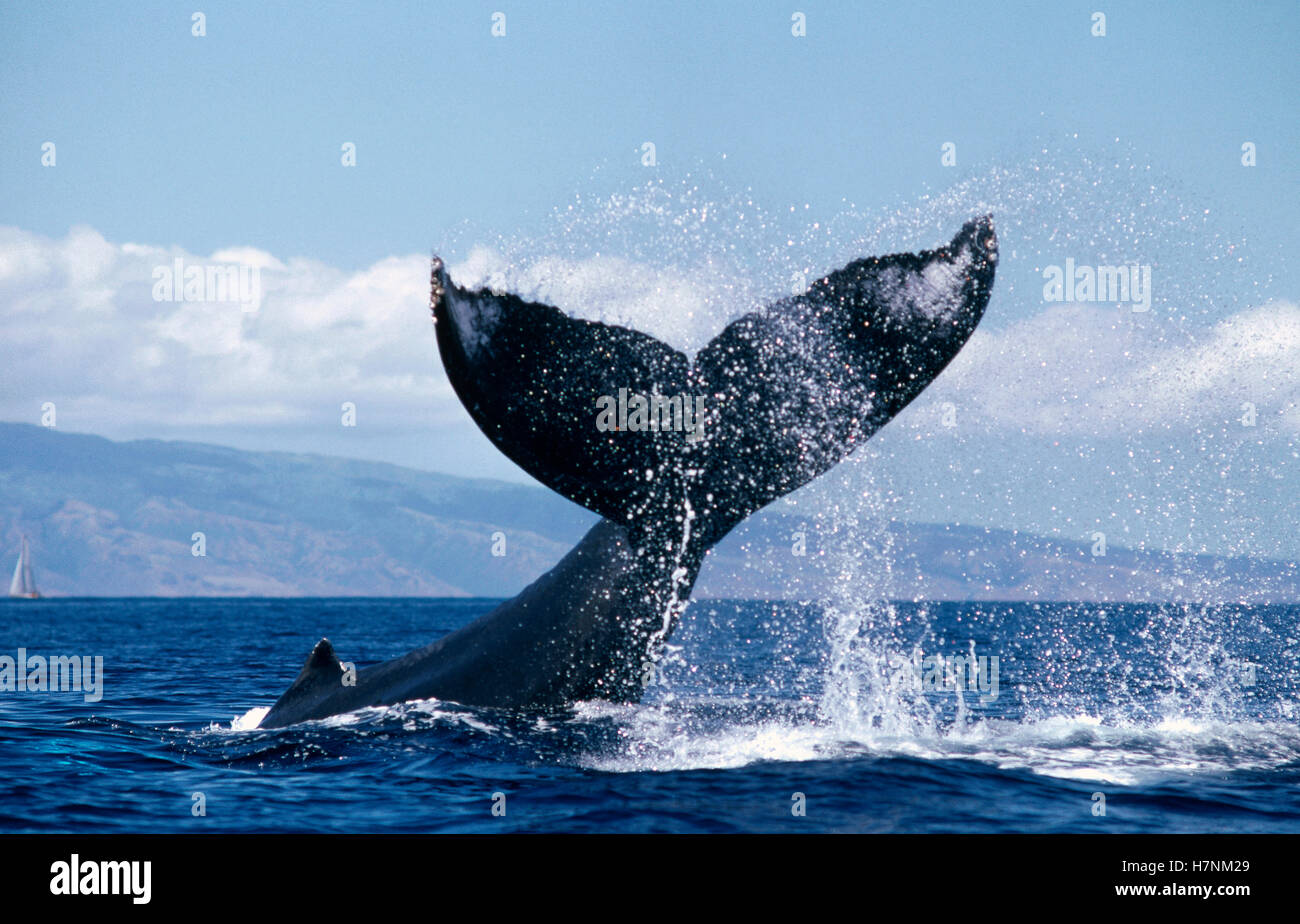Humpback Whale (Megaptera novaeangliae) lashing tail, Hawaii Stock ...